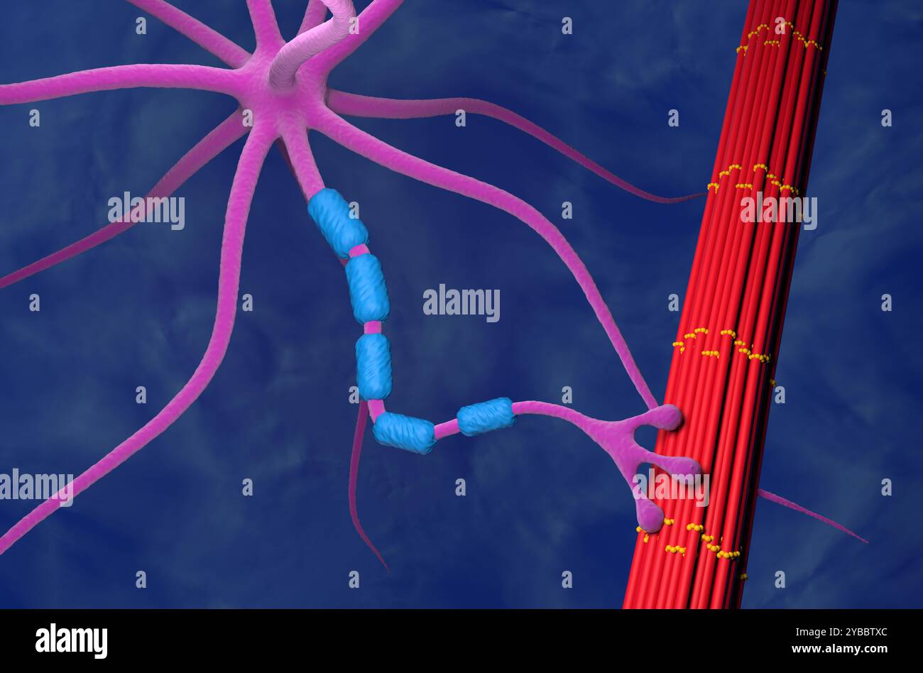 Normal motor neuron contract with muscle - 3d illustration isometric ...