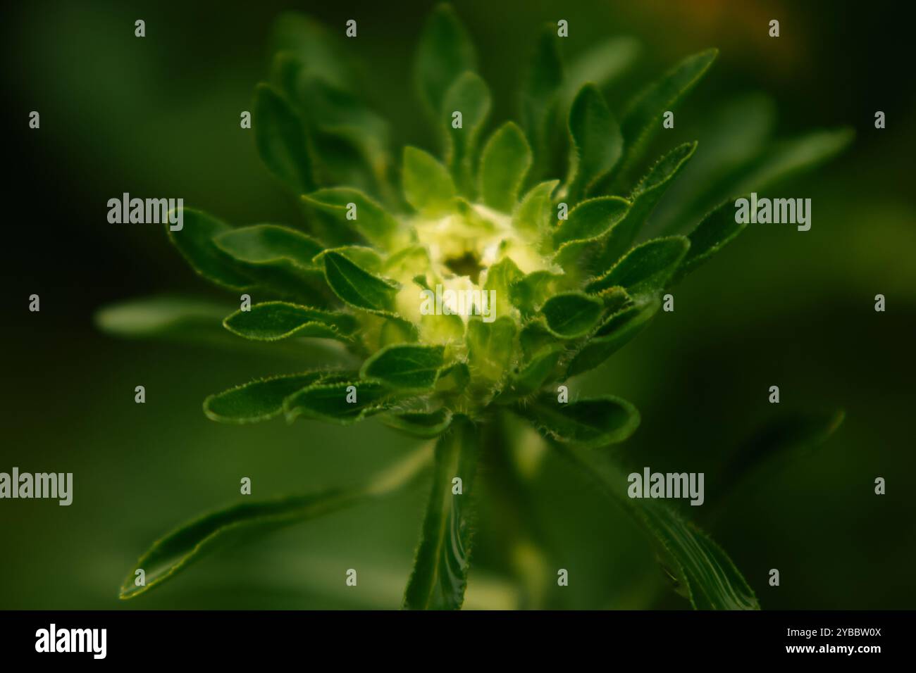 Almost white stalk hi-res stock photography and images - Alamy