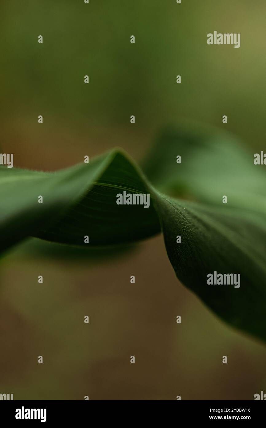 Curved corn leave close up Stock Photo - Alamy