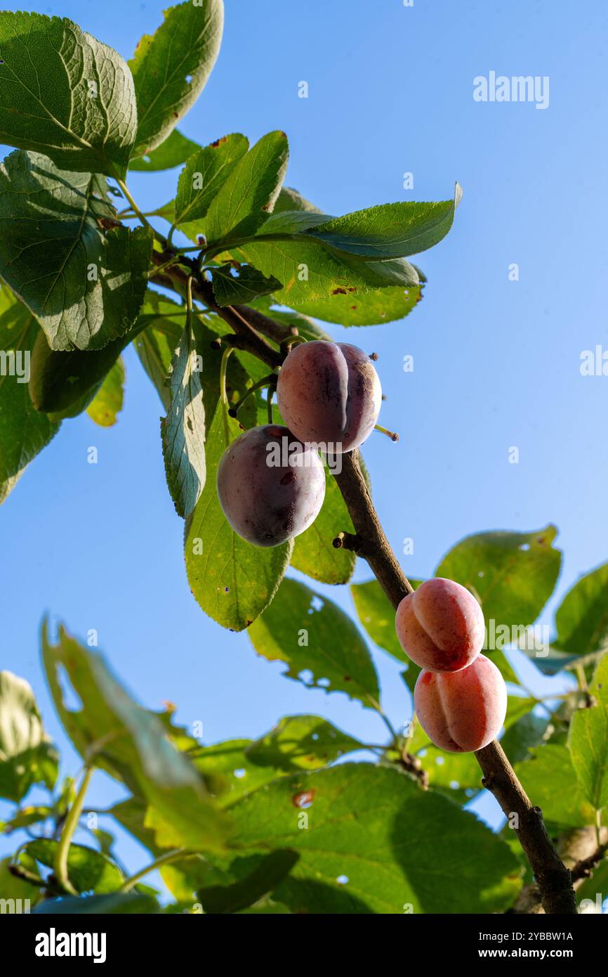 Plums hanging hi-res stock photography and images - Alamy