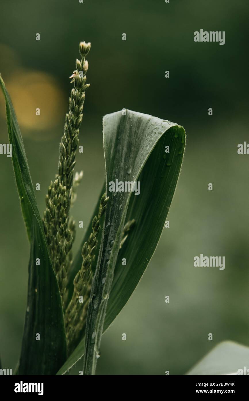 Close up stalk corn hi-res stock photography and images - Alamy