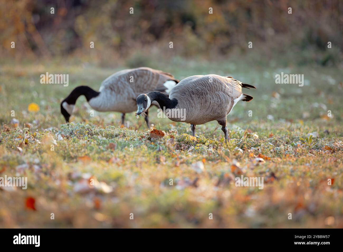 two geese eating grass in the fall leaves Stock Photo - Alamy