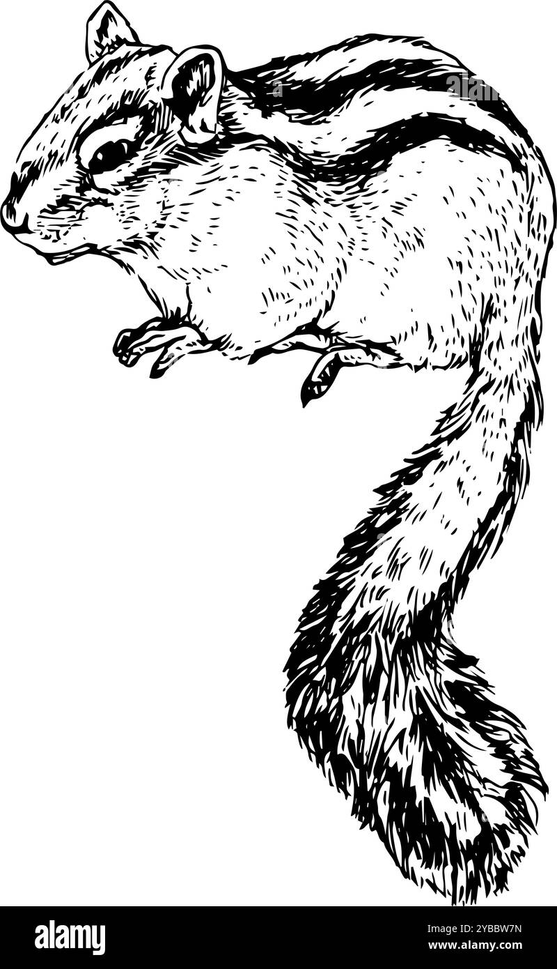 Chipmunk - hand drawn illustration of small forest animal | furry, cute ...