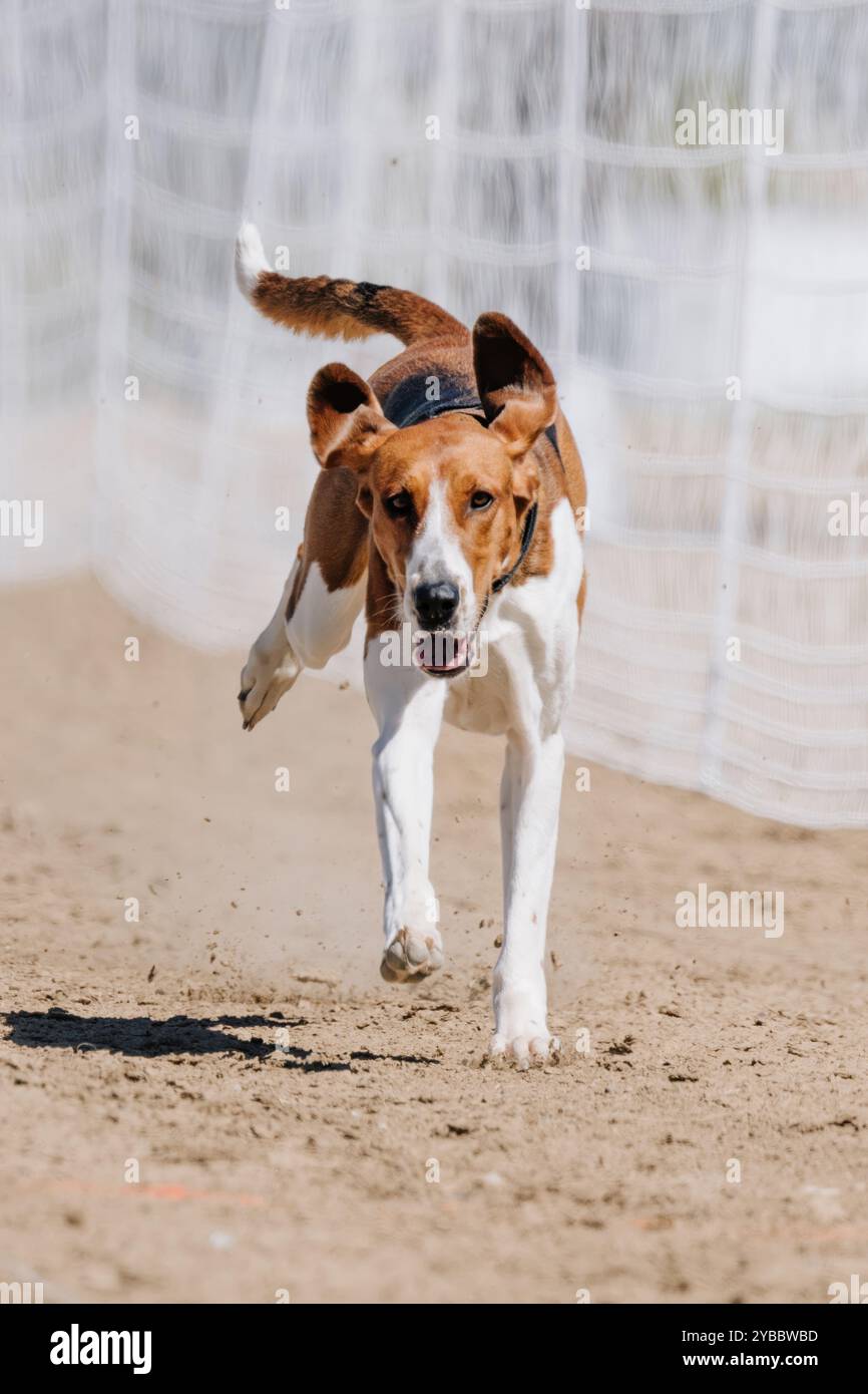 Foxhound running hi-res stock photography and images - Alamy