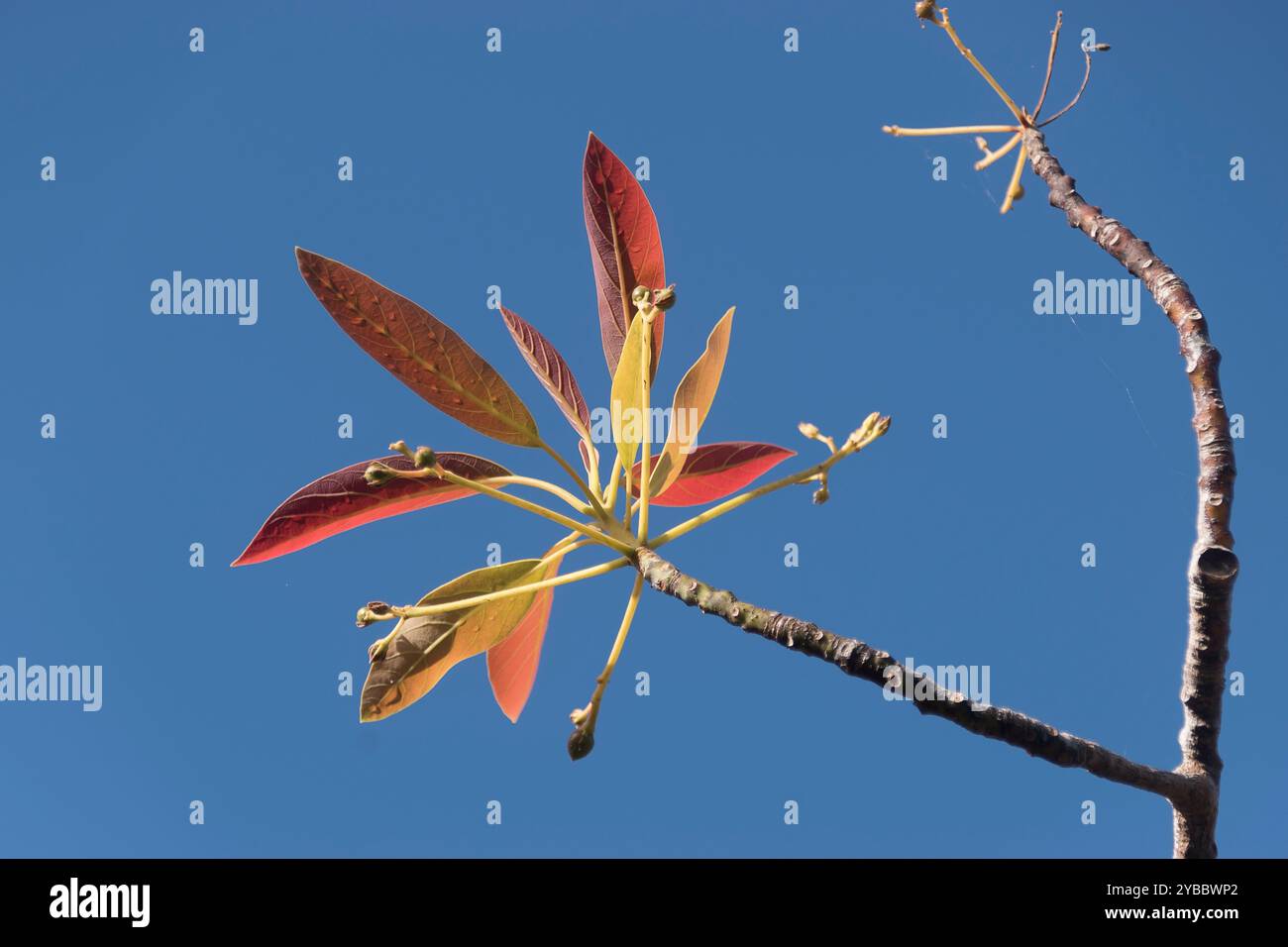 New growth pink and orange leaves Hass avocado tree (persea americana ...