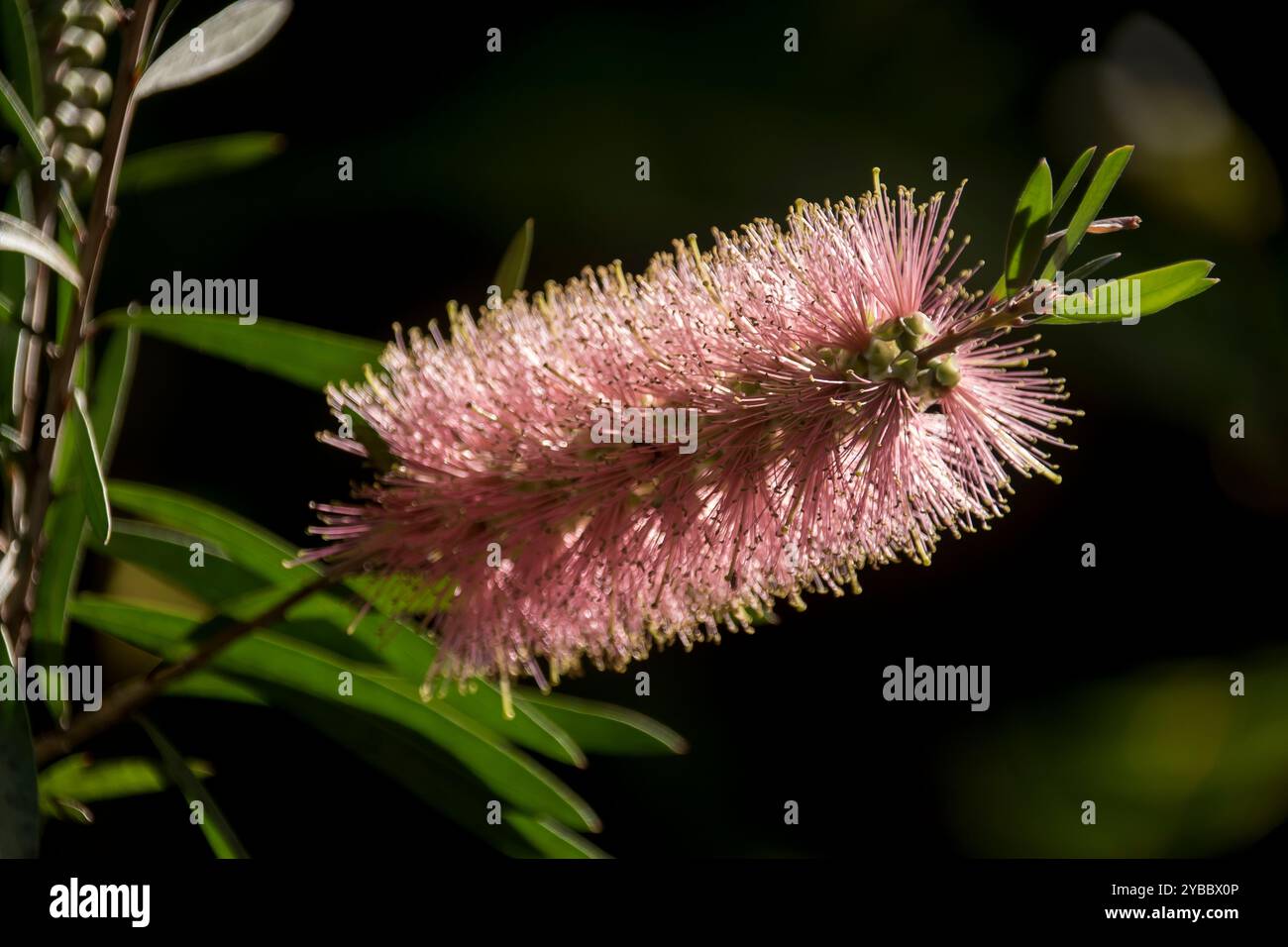 Backlit pink flower of Australian bottle-brush, Callistemon citrinus ...