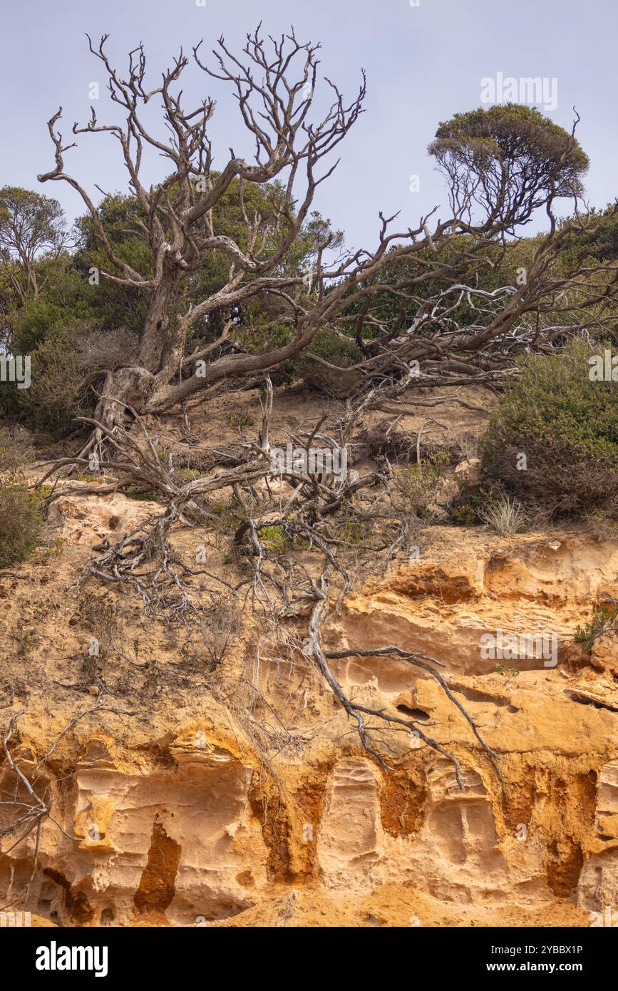 Tree growing on a cliffside at Bluff Barwon Heads, Victoria Stock Photo ...