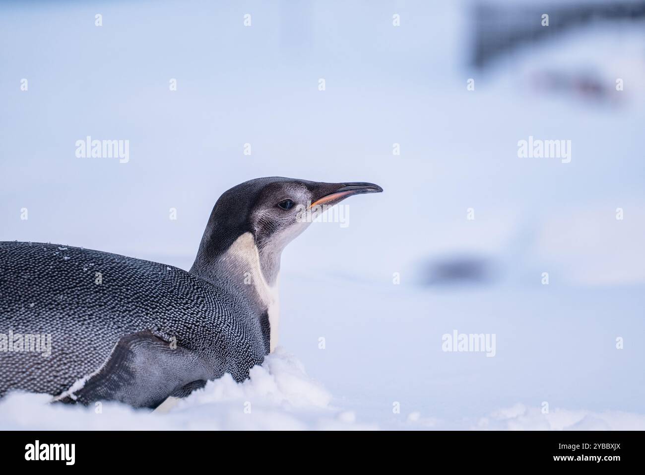 Emperor Penguin in Antarctica. South Pole Stock Photo - Alamy