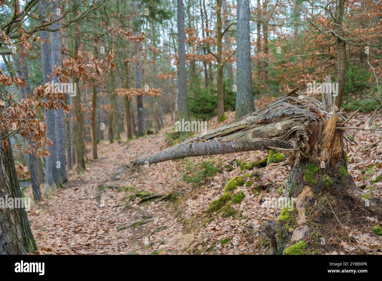 A peaceful forest scene with moss-covered broken fallen tree trunk and ...