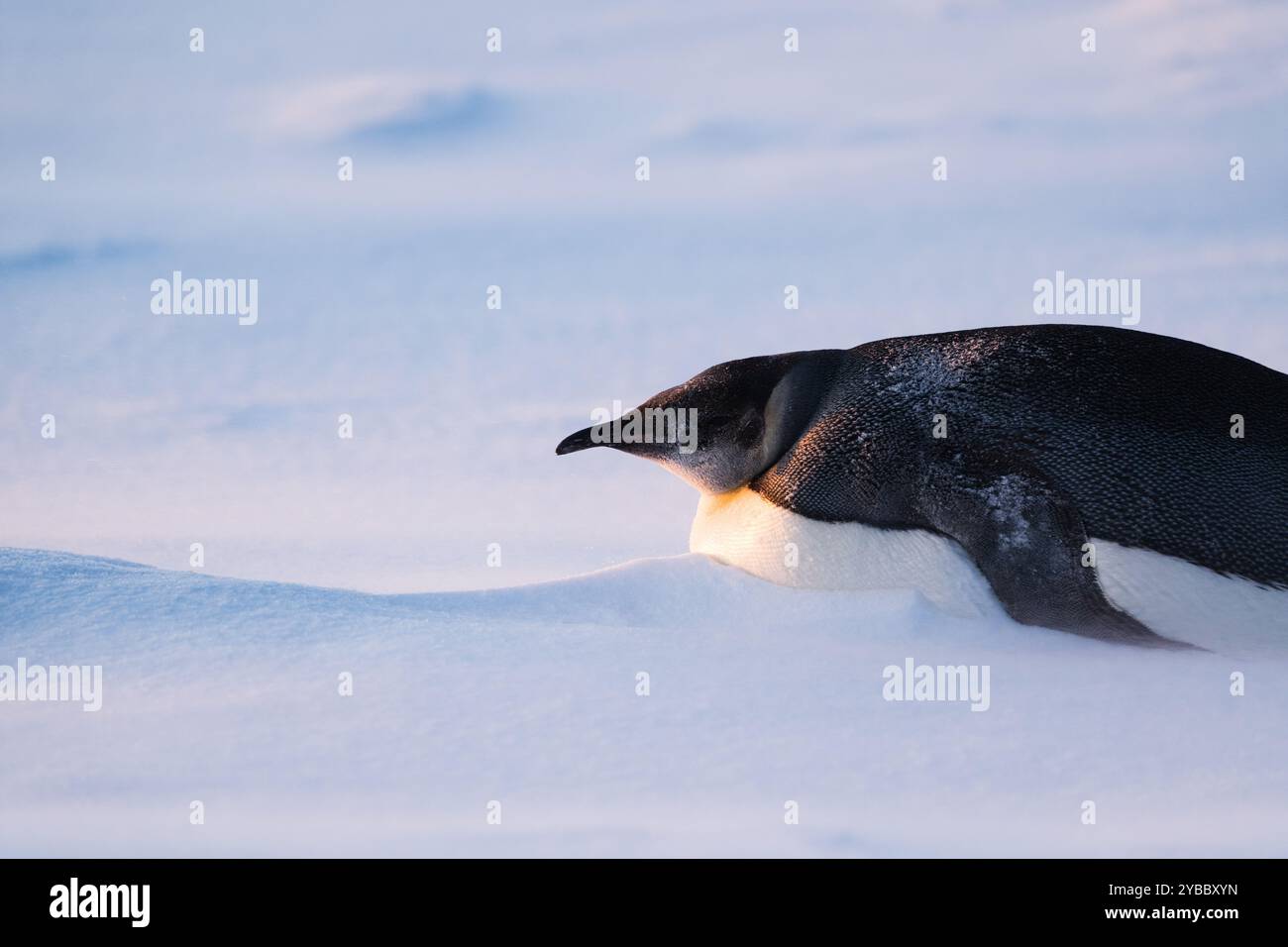 Emperor Penguin in Antarctica. South Pole Stock Photo - Alamy
