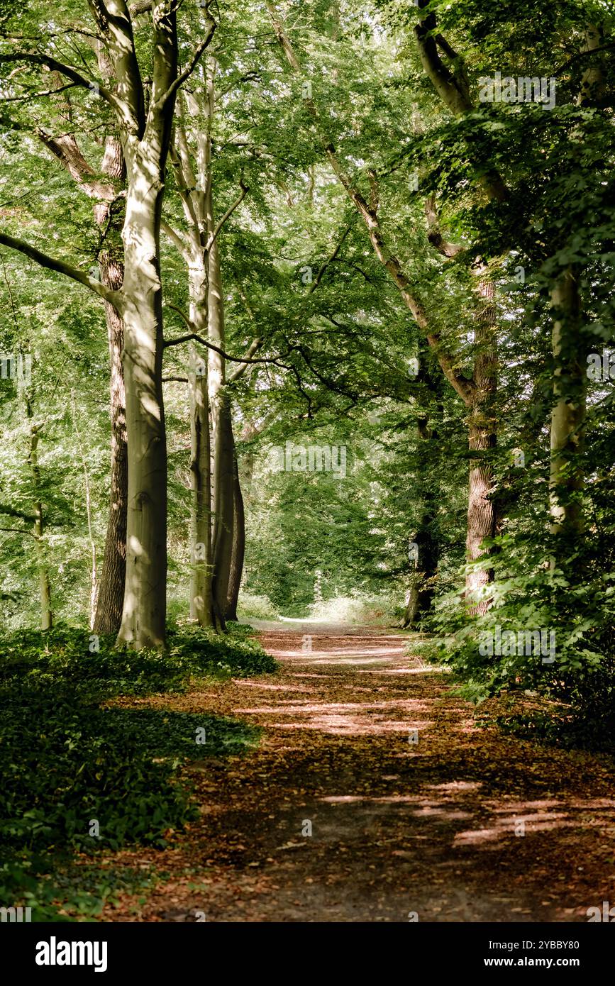 Serene green forest hi-res stock photography and images - Alamy