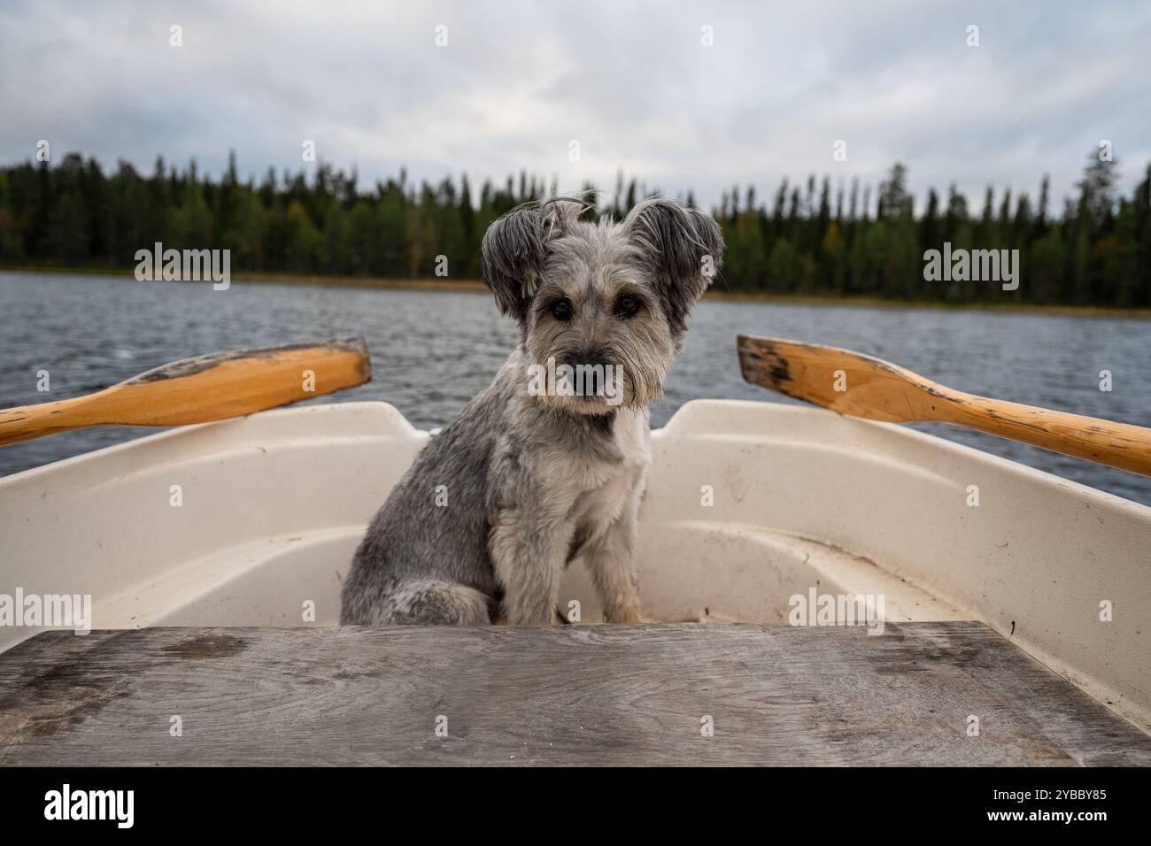 Portrait yellow dog without breed hi-res stock photography and images ...