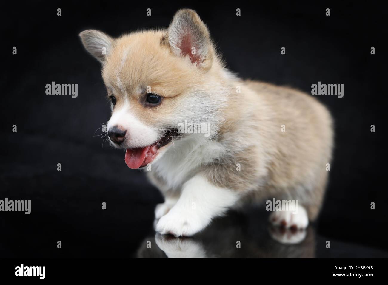 Cute small pembroke welsh corgi puppy on black background Stock Photo ...