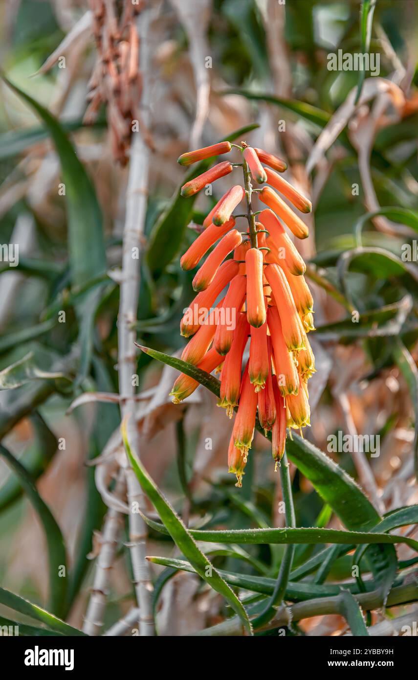 Common climbing aloe hi-res stock photography and images - Alamy