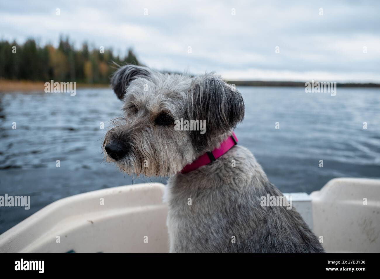 dog without a breed is sitting in a boat Stock Photo - Alamy