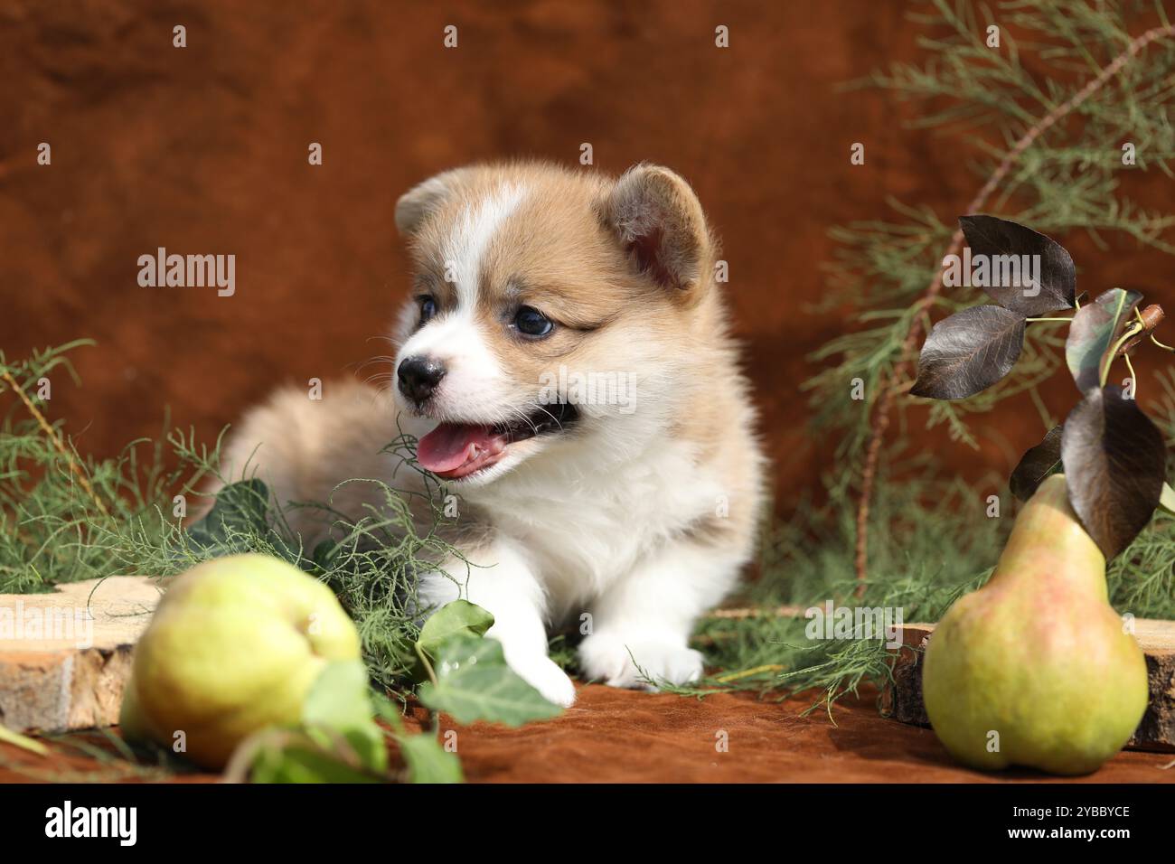 Cute small pembroke welsh corgi puppy Stock Photo - Alamy