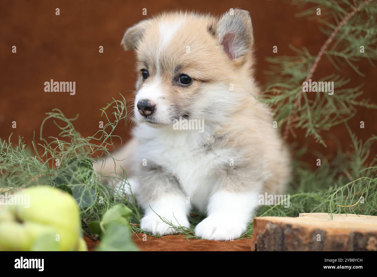 Cute small pembroke welsh corgi puppy Stock Photo - Alamy