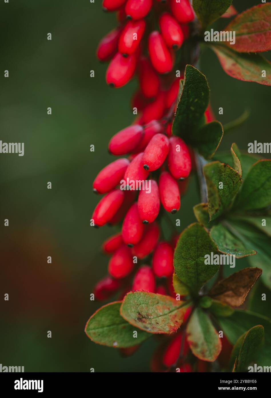 Clusters of bright red berries hi-res stock photography and images - Alamy