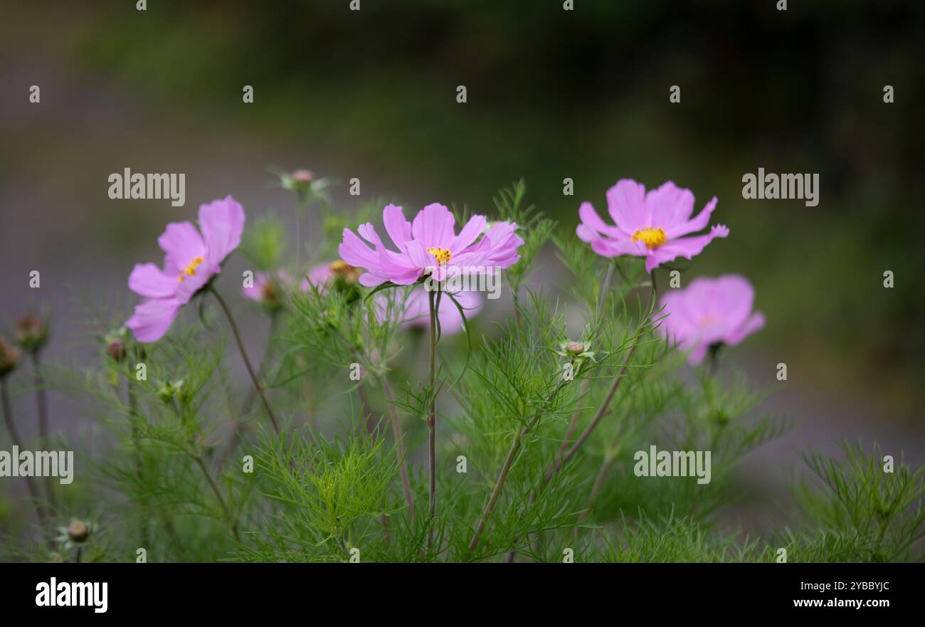 Purple cosmos in bloom in a cottage garden Stock Photo - Alamy