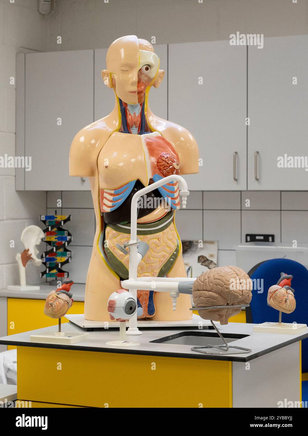 Removable Body Part Plastic Figure for Kids' Anatomy Learning Stock ...