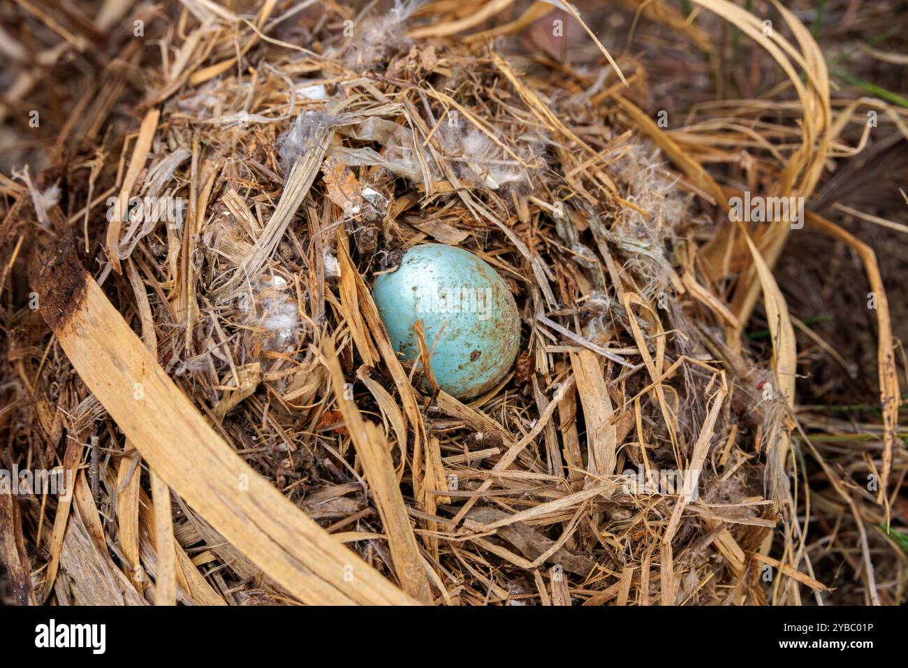 Checking an old nest box high up in a tree Stock Photo - Alamy