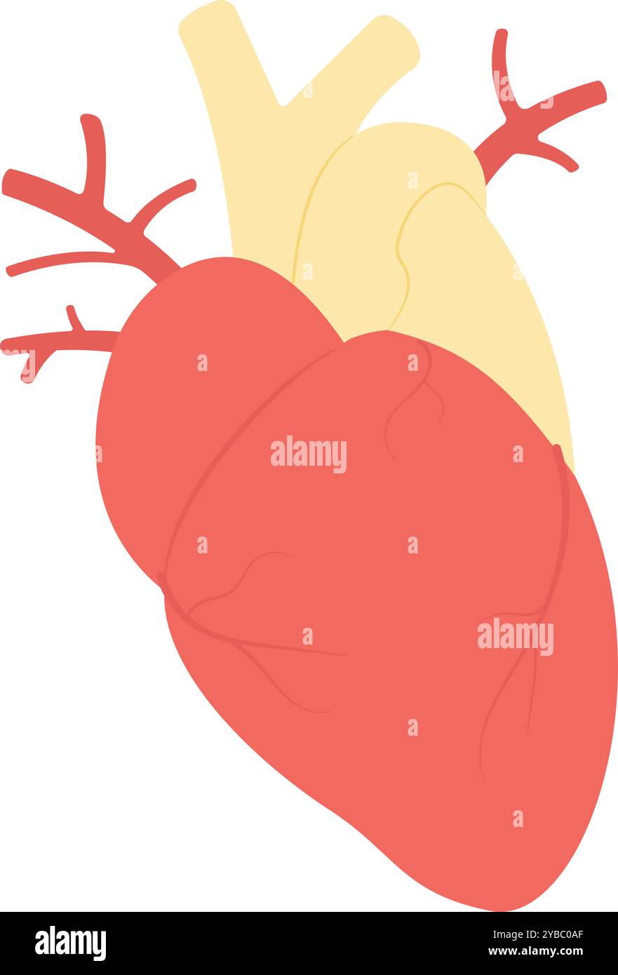 Human heart color icon. Anatomy medical illustration Stock Vector Image ...