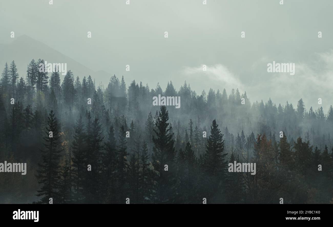 Clouds and mist hanging over forest of evergreen trees in fall Stock ...