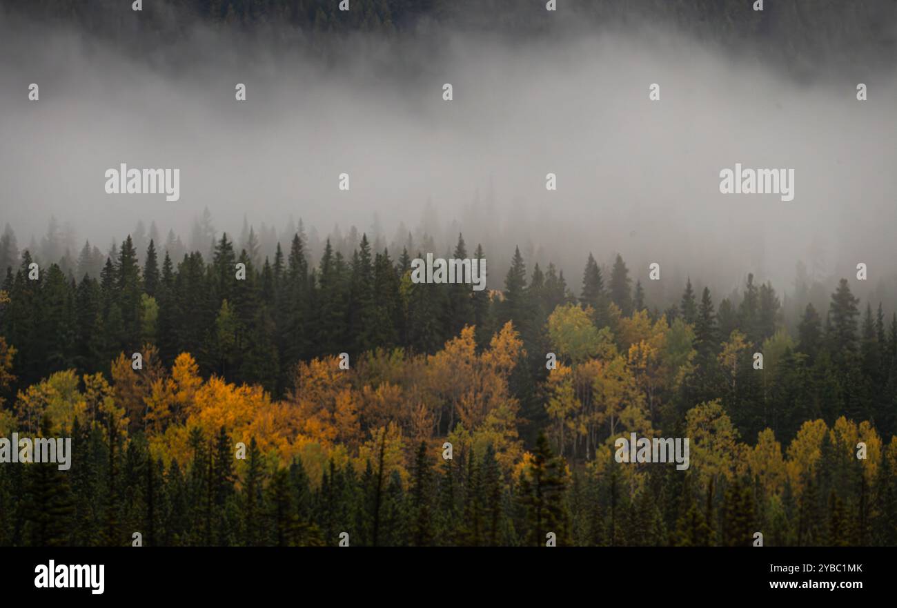 Clouds hanging over forest of deciduous and evergreen trees in fall ...