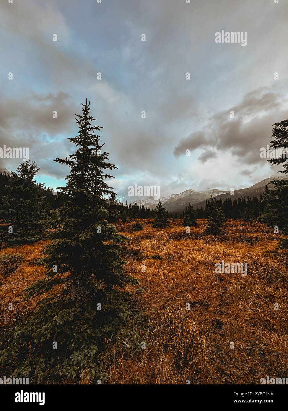 Field of evergreen trees with mountains in distance on cloudy day Stock ...