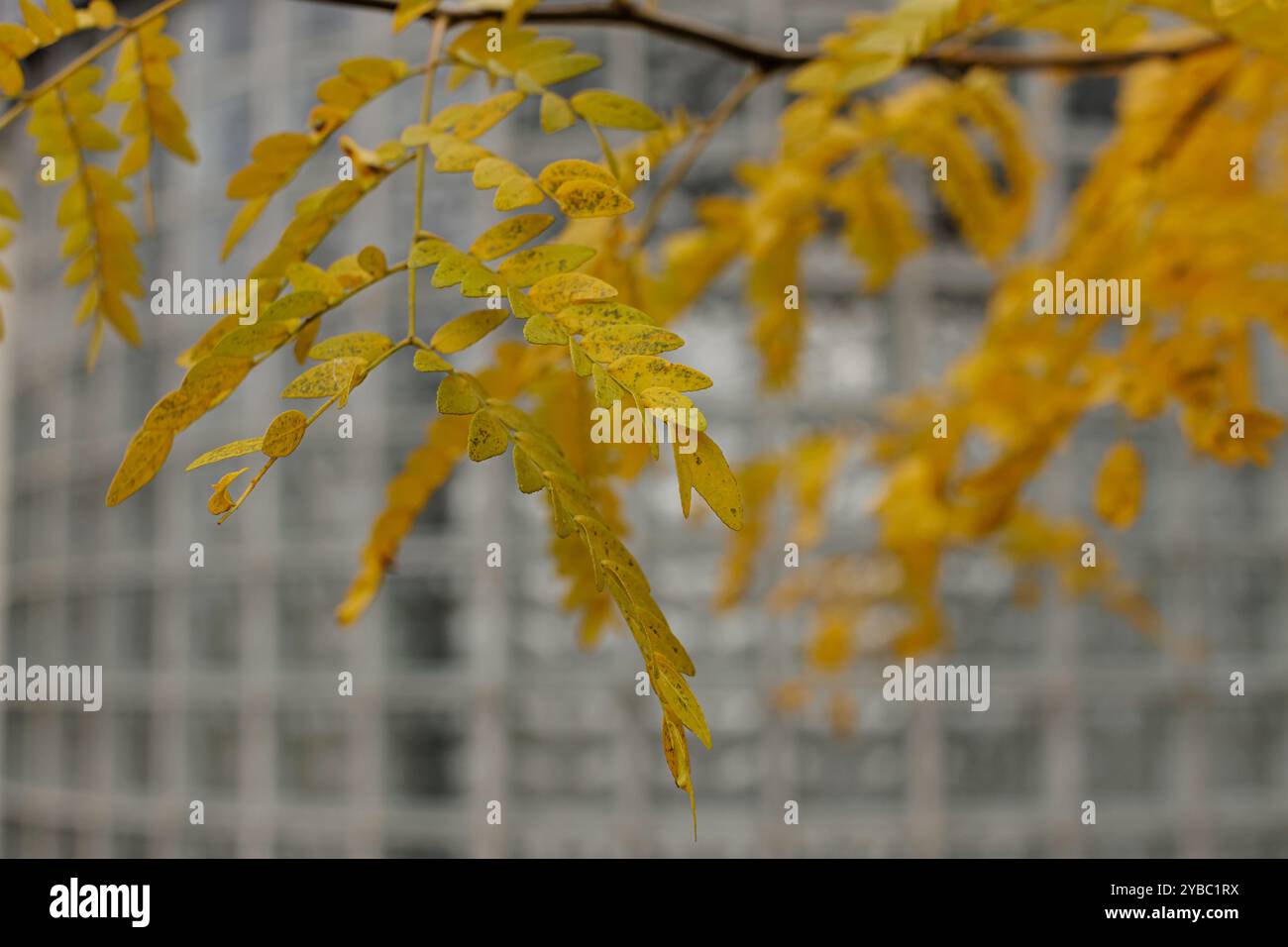 Golden season yellow tree hi-res stock photography and images - Alamy