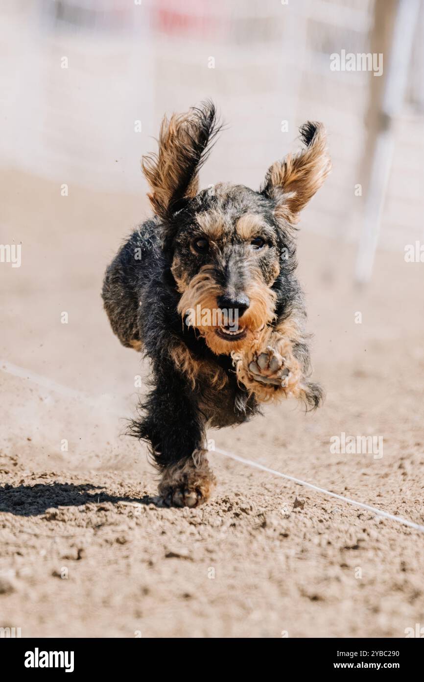Purebred Wire-haired Dachshund Running Lure Course Sprint Dog Sport ...