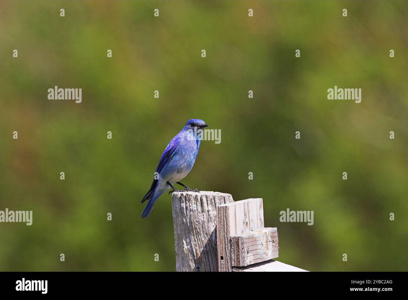 Mountain bluebird Sialia currucoides male by nest box United States of ...