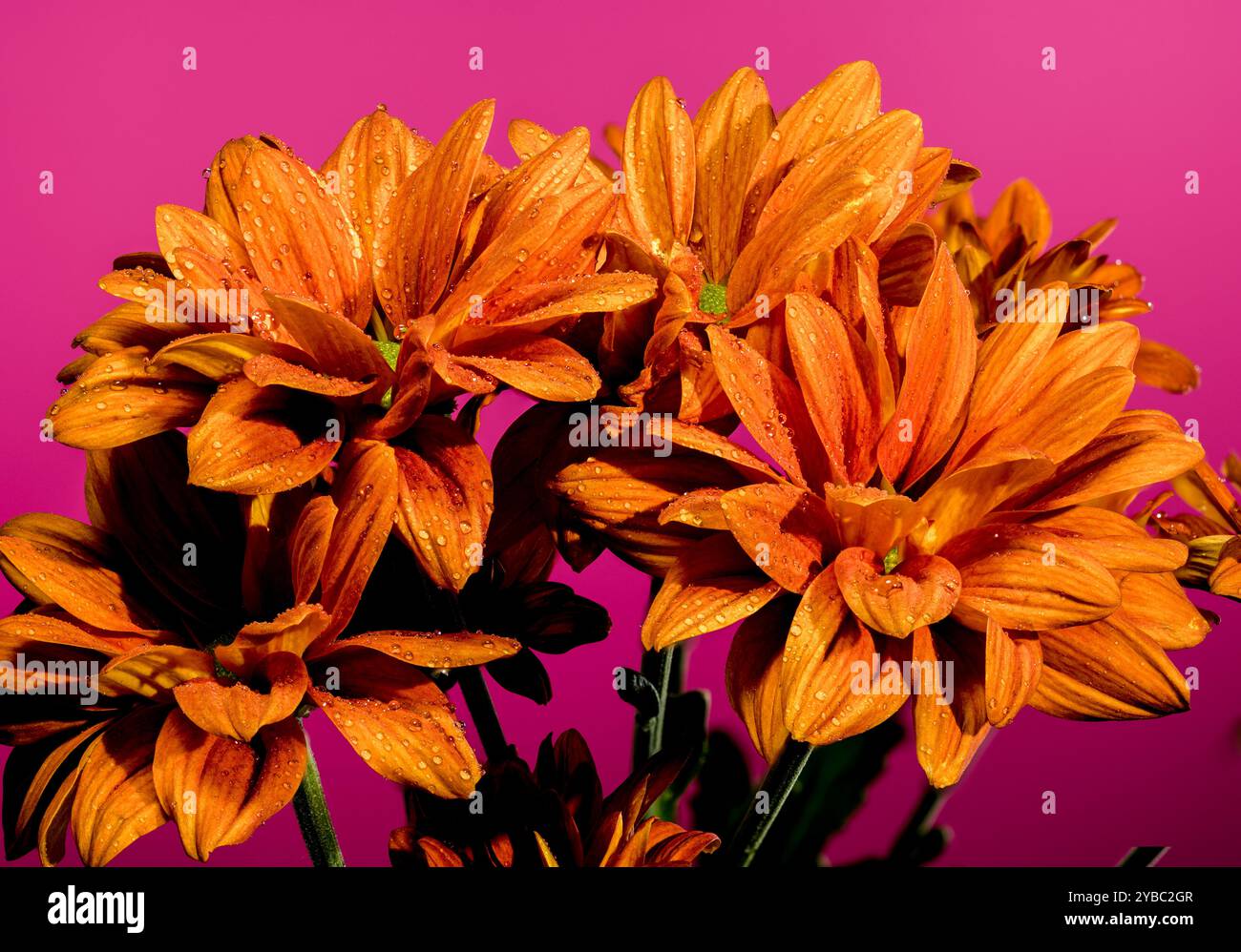 Chrysanthemum multiflora Conaco Orange on a pink background Stock Photo ...