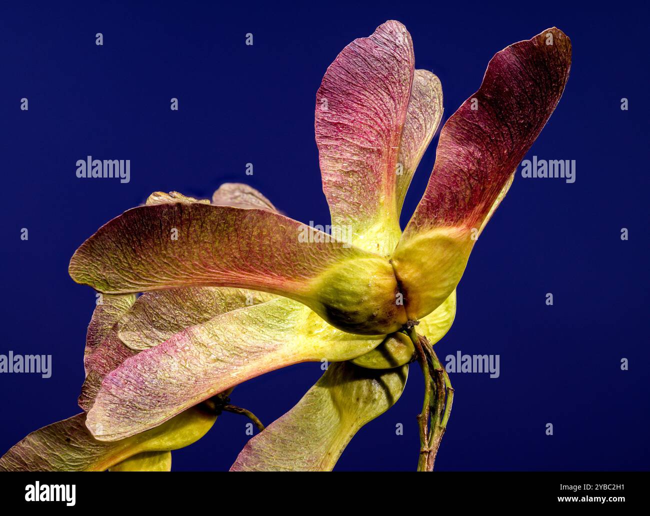 Seeds of change hi-res stock photography and images - Alamy