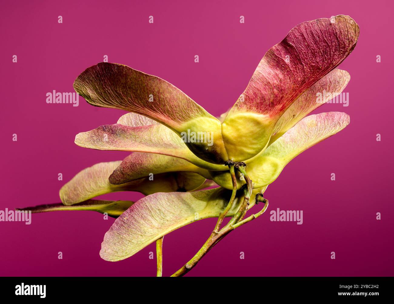 Seeds of change hi-res stock photography and images - Alamy