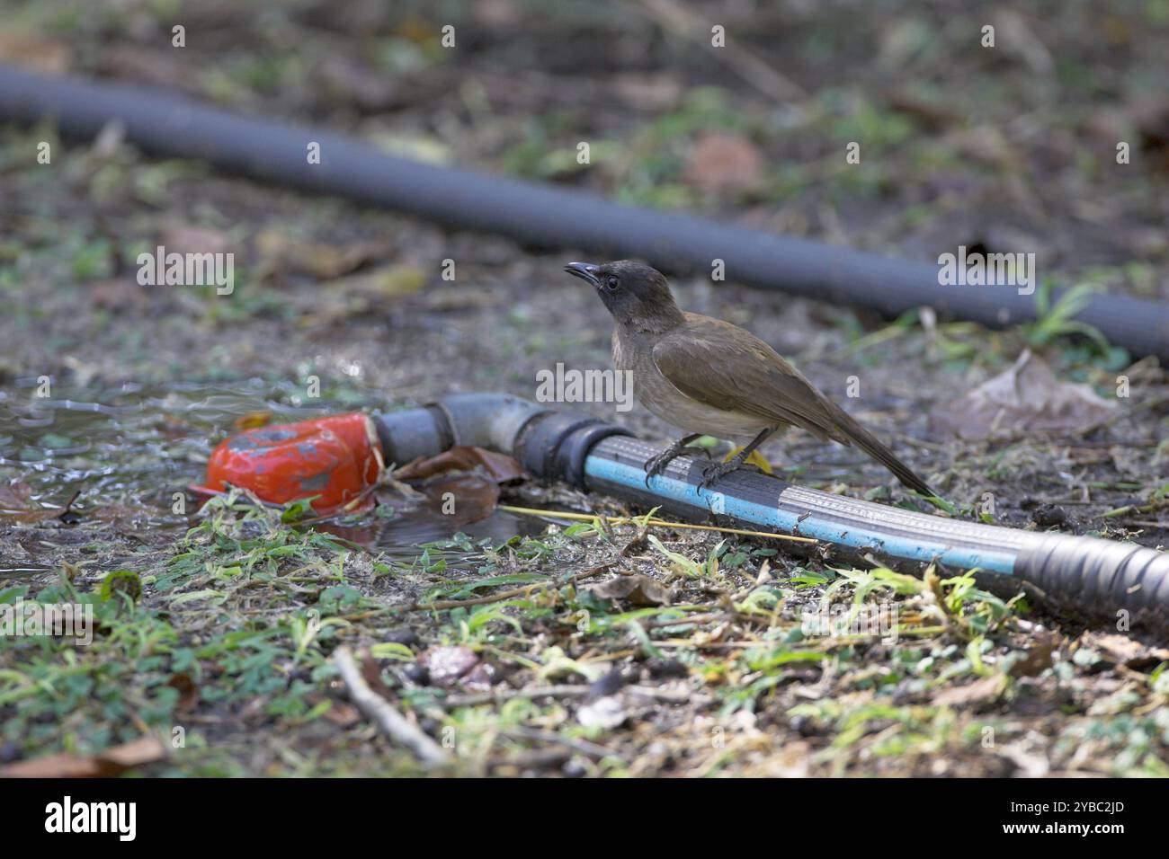 Dark-capped bulbul Pycnonotus tricolor Kruger National Park South ...