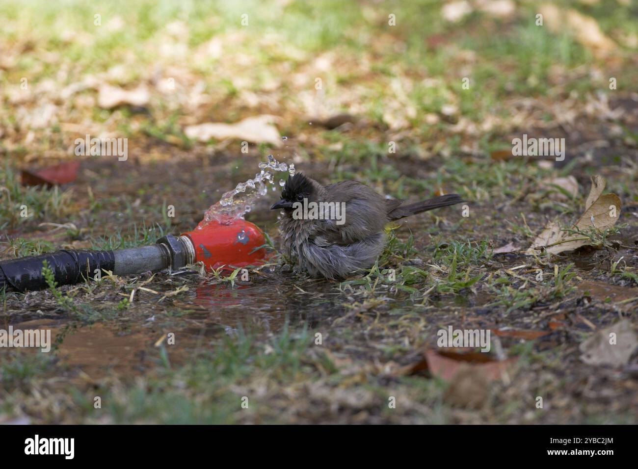 Dark-capped bulbul Pycnonotus tricolor bathing by grass water sprinkler ...