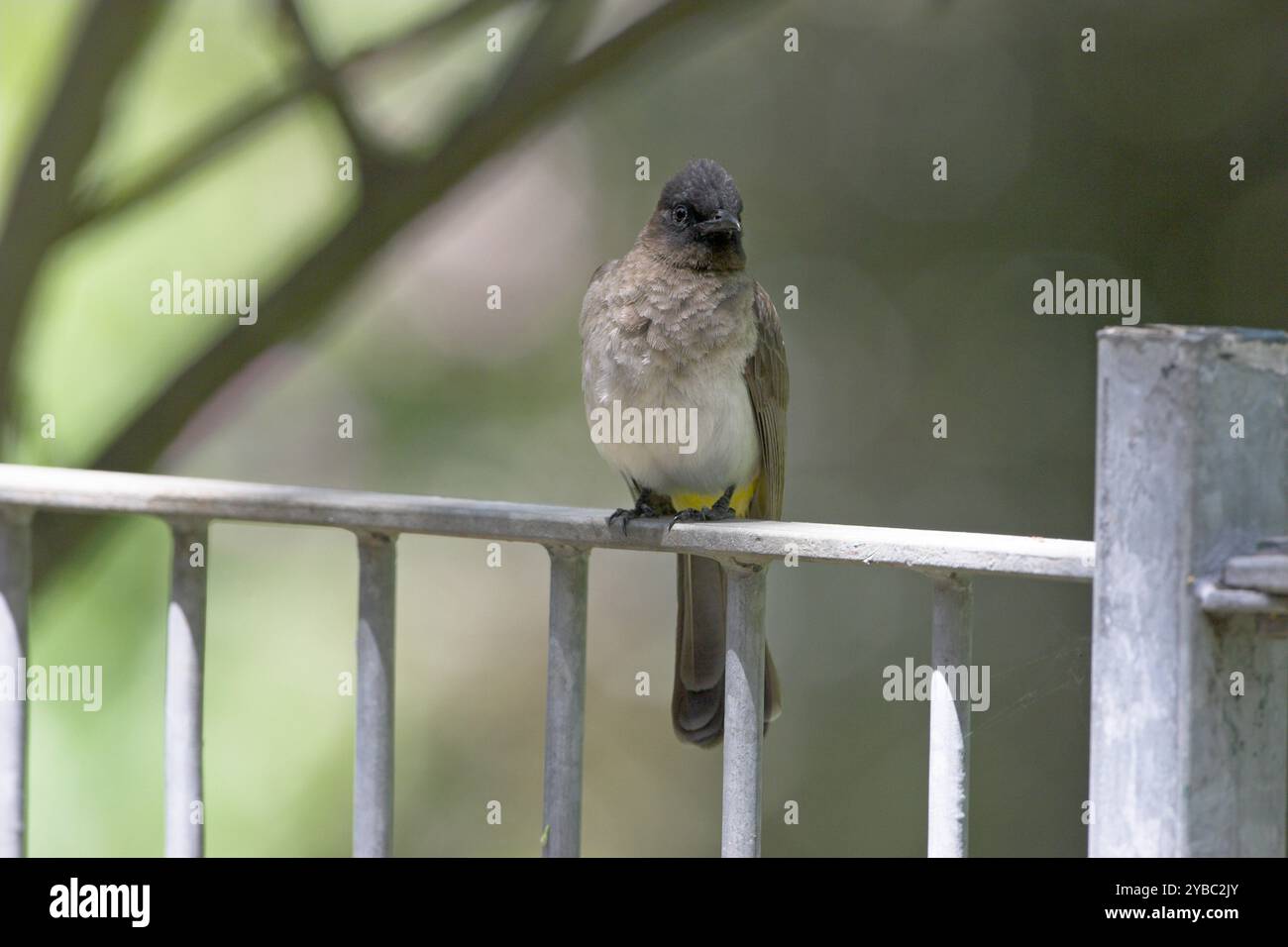 The dark capped bulbul pycnonotus tricolor hi-res stock photography and ...