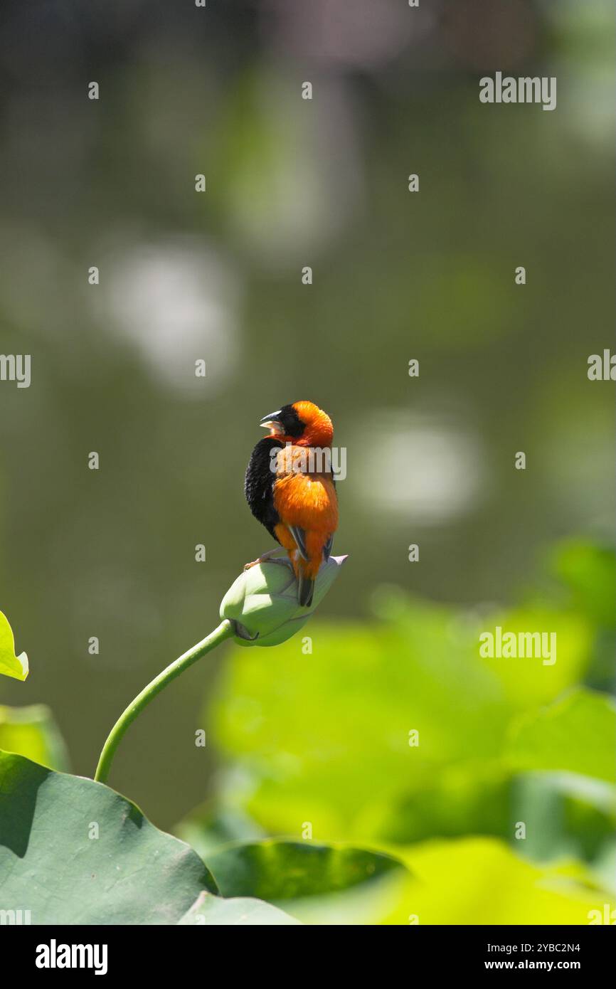 Southern red bishop Euplectes orix male Durban Botanical Garden South ...