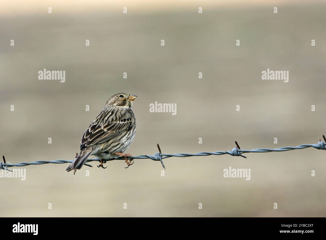 Corn bunting Miliaria calandra on barbed wire fence watching overhead ...