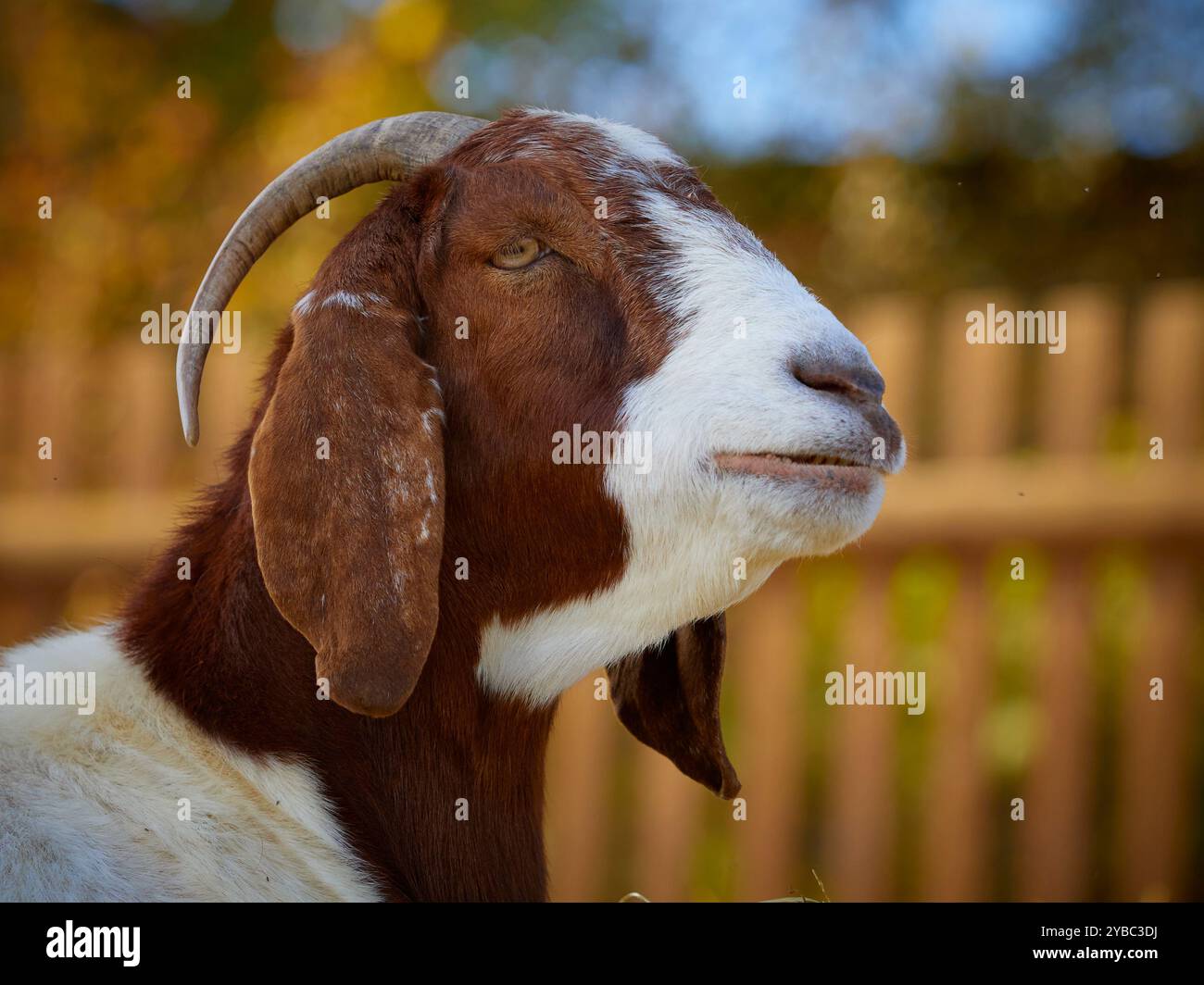 Portrait boer goat in sunshine colour. Animal on farm. Nice autunum ...