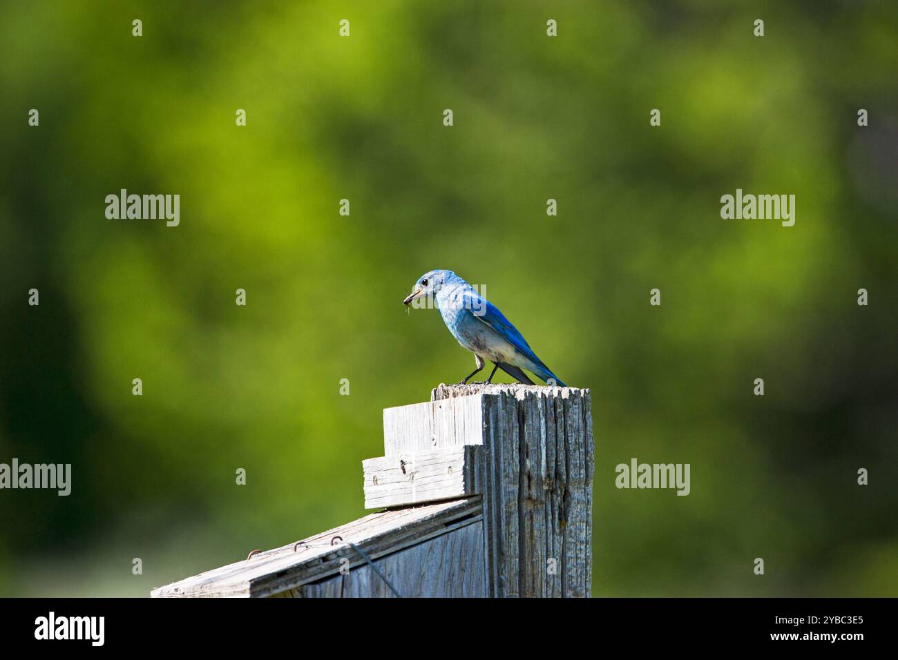 Mountain bluebird Sialia currucoides male with food on top of nest box ...