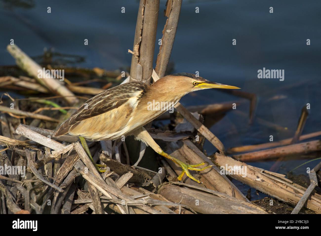 Little bittern Ixobrychus minutus female standing on stem of Bulrush ...