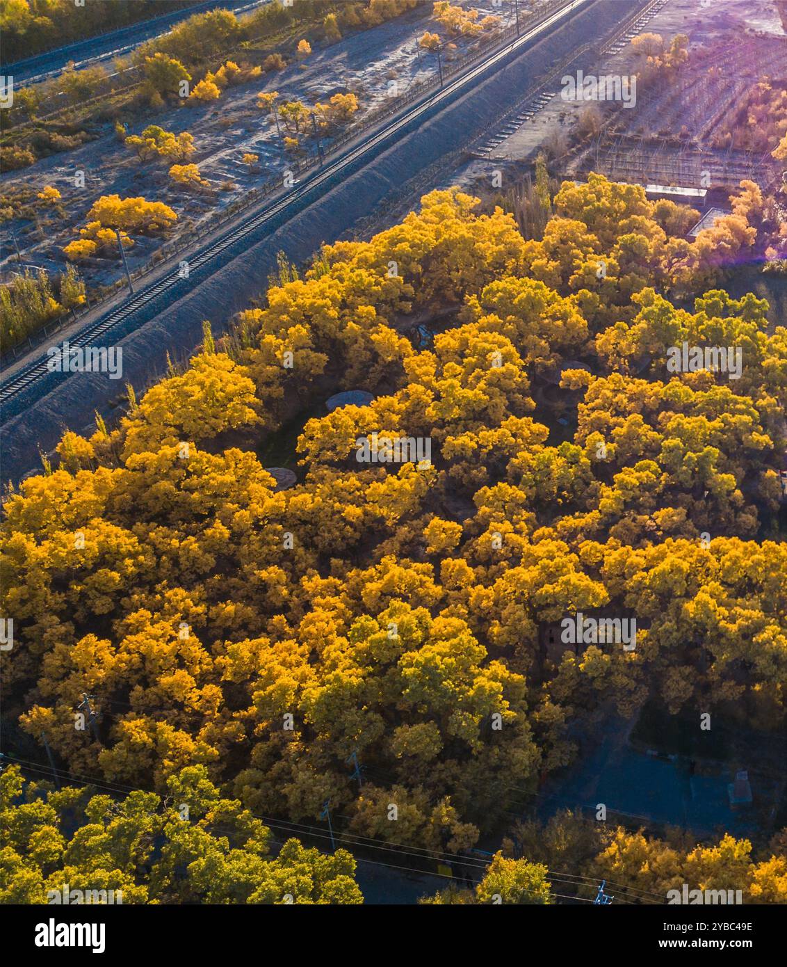 Autumn scenery of the populus euphratica forest in Dunhuang City ...