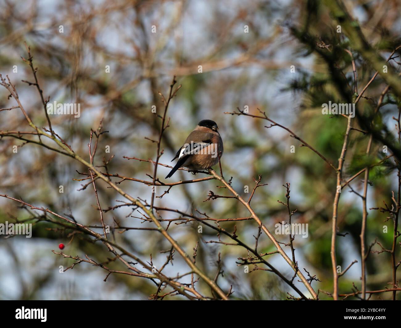 Eurasian bullfinch Pyrrhula pyrrhula female showing the white rump ...