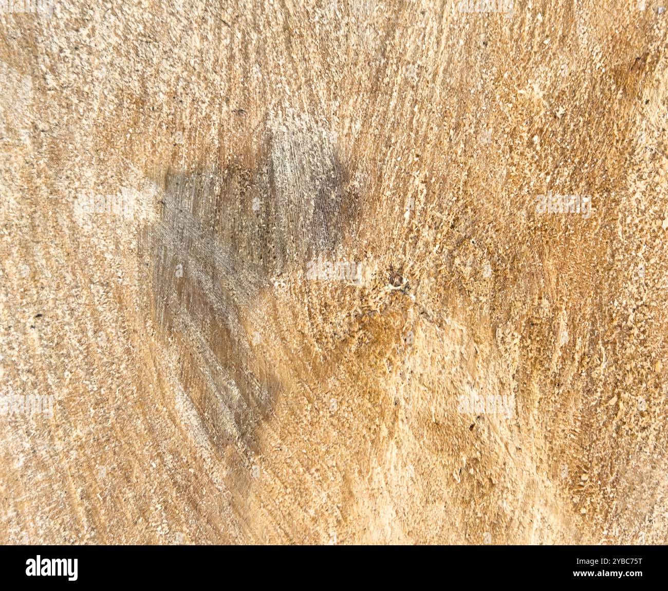 Tree rings old weathered wood texture with the cross section of a cut ...