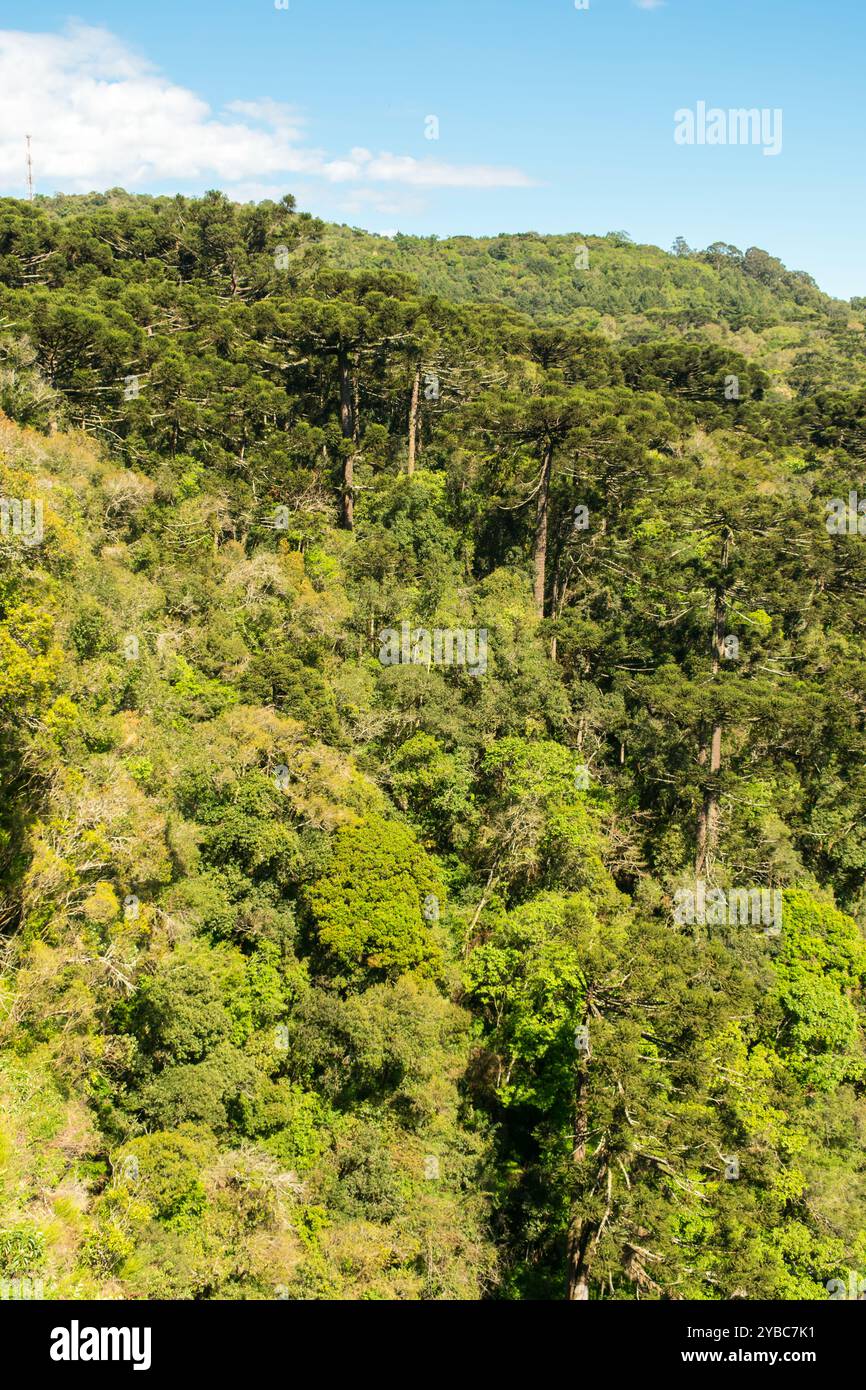 A view of a preserved Araucaria moist forest at Caracol Park in Canela ...