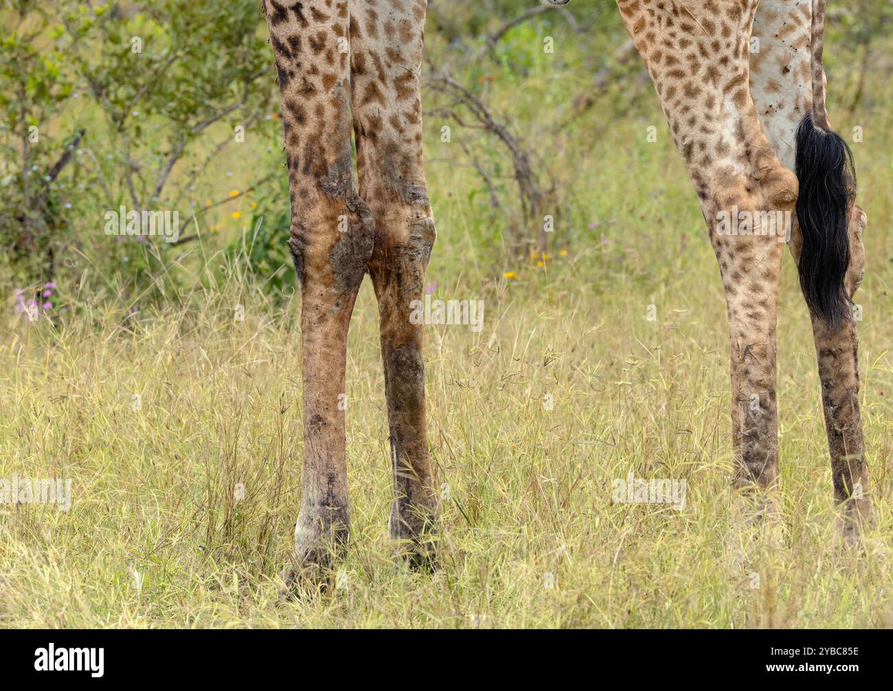 In Ruaha National Park, some of the Giraffe are afflicted with a skin ...