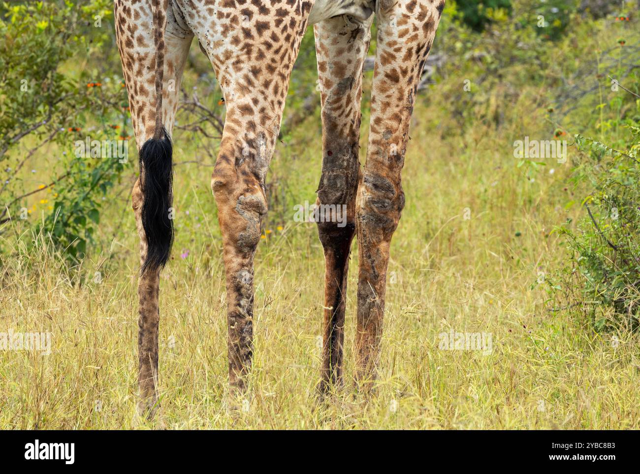 In Ruaha National Park, some of the Giraffe are afflicted with a skin ...