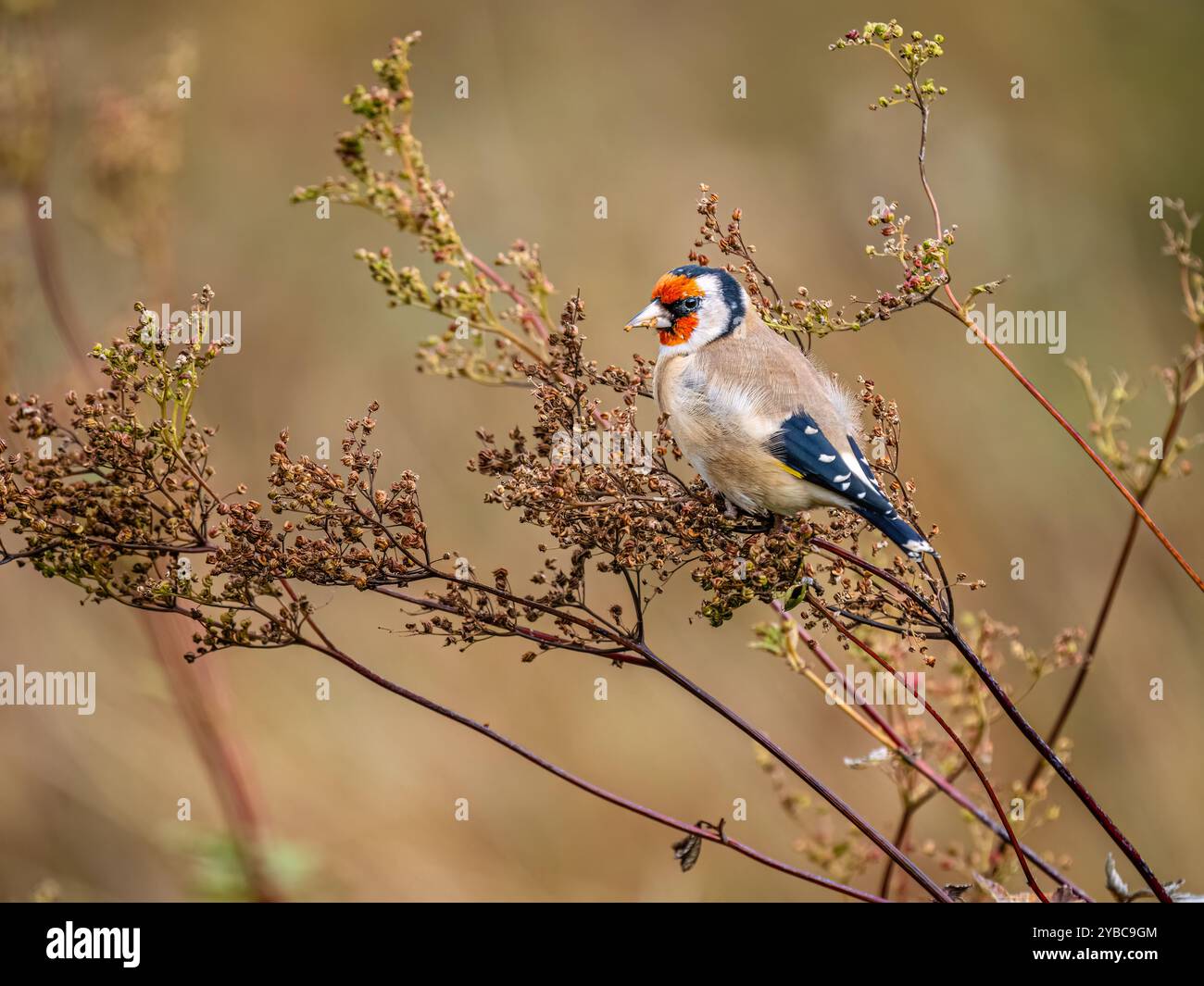 Goldfinch eating meadow sweet seeds in autumn sunshine in mid Wales ...
